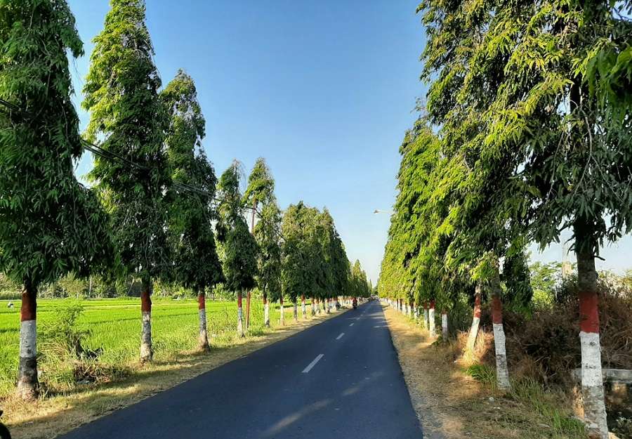 Bukan Sekadar Estetika, Ini Fungsi Kehadiran Pohon di Tepi Jalan - OLX News