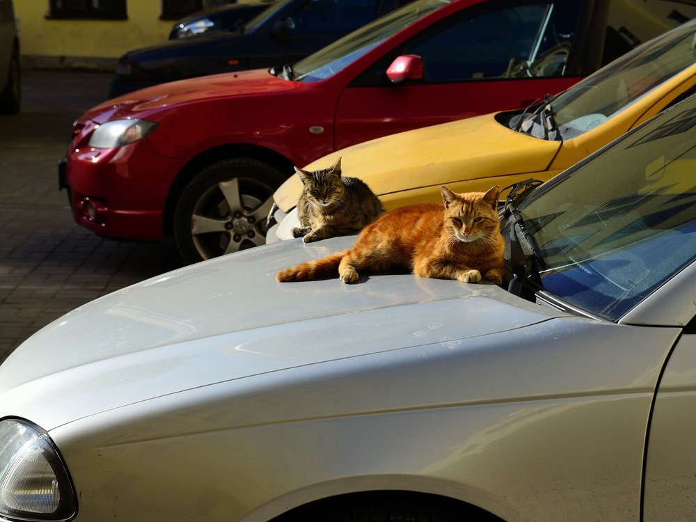 6 Cara Mencegah Agar Kucing Tak Nongkrong di Mobil - OLX News