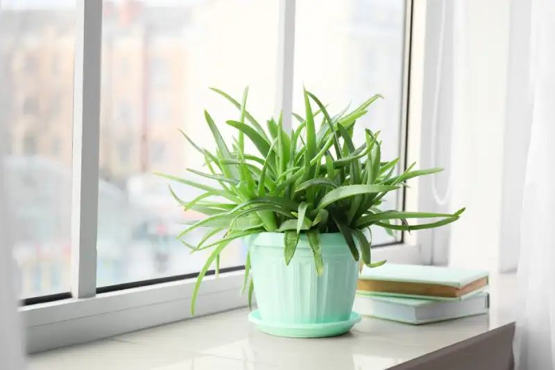 Bikin Rumah Fresh, Ini 10 Jenis Tanaman Hias Daun untuk Indoor dan ...