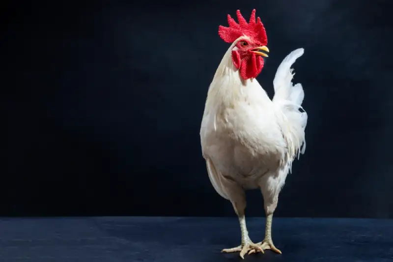 Ada Ayam Berkokok Tengah Malam, Benarkah Pertanda Buruk? - OLX News Ada Ayam Berkokok Tengah Malam, Benarkah Pertanda Buruk? - OLX News