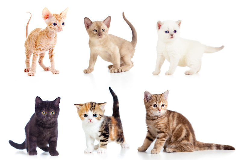 Sebelum Pelihara, Ketahui Dulu Yuk Jenis-jenis Kucing yang Ada di Dunia ...