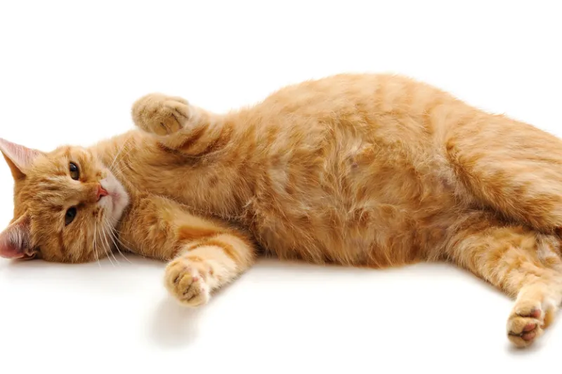 Cara Mengetahui Kehamilan Kucing, Ini Ciri-cirinya - OLX News