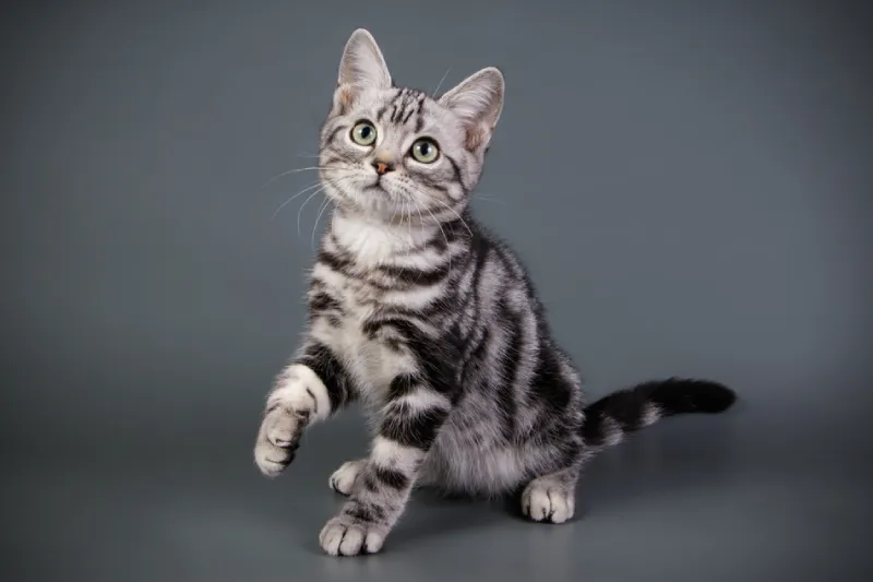 Harga Kucing American Shorthair Asli - OLX News