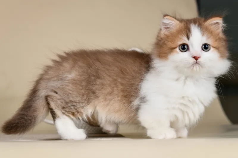 Mau Pelihara Kucing Kaki Pendek? Yuk Cari Tahu Jenis-jenisnya! - OLX News