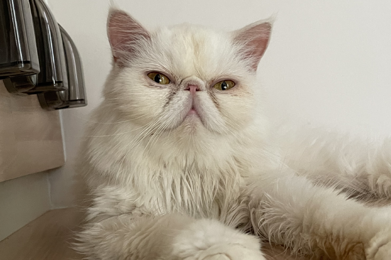 Merawat Kucing Peaknose Tak Bisa Sembarangan, Ini Tipsnya - OLX News